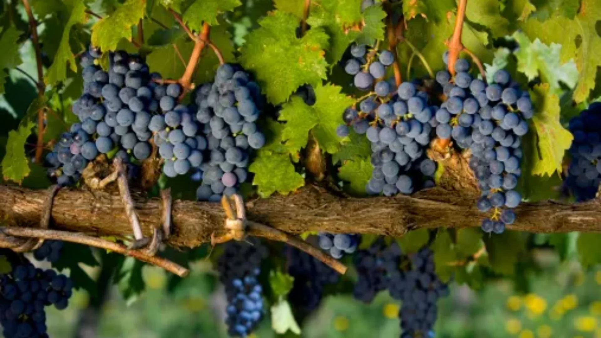Tannat Day: History, Food Pairings & Wine to Try